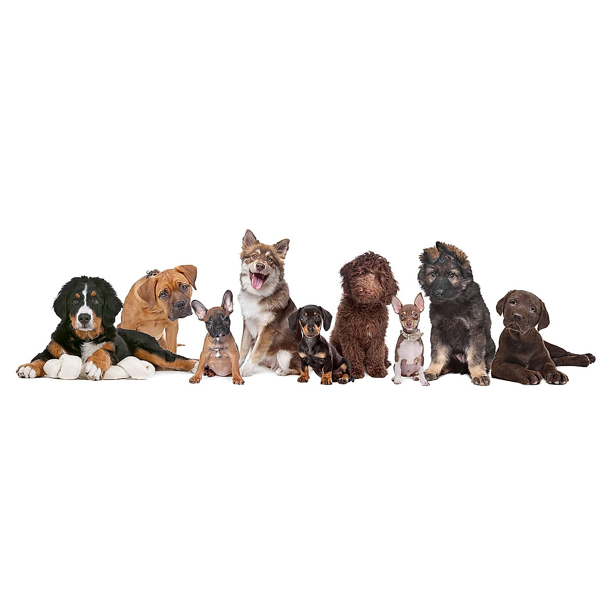 Belly Love - Heart Healthy Probiotic & Digestive Enzymes - Probiotics for Dogs - Gut Flora, Diarrhea & Bowel Support - Dog Supplement Soft Chew for Pet Immune System and Digestive Health