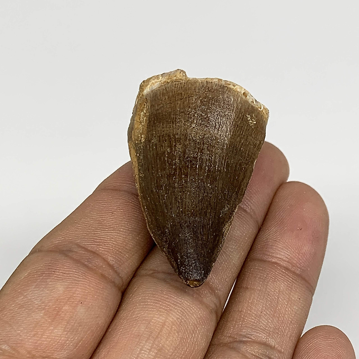 24.9g, 1.8"x1.1"x1" Fossil Mosasaur Tooth Reptiles, Cretaceous from Morocco,B12813