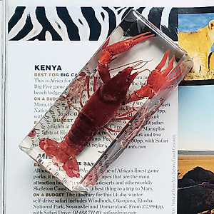 FlyingBean Real Shrimp Specimens in Resin Paperweight Crafts, Animal Taxidermy Collection for Science Education & Desk Ornament (Crayfish), 110 x 44 x 27mm (4.3 x 1.7 x 1.1 inch), (FBBH-01)