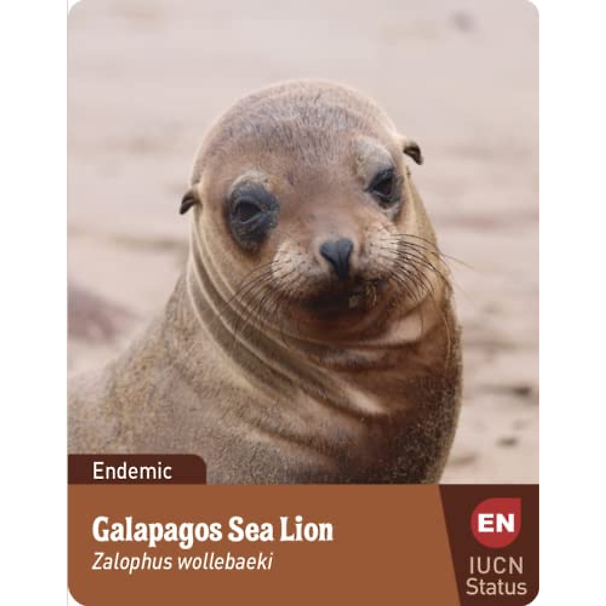 Galapagos Memory Game Land Animals Edition