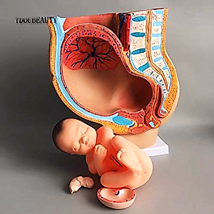 Medical Anatomical Pregnant Human Female Pelvis with Pregnancy 9 Months Baby Fetus Model Life Size with Removable Organs, 4-Parts, Hand Painted