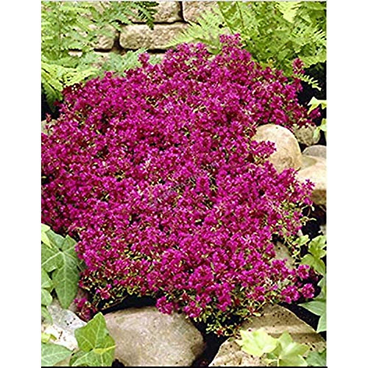 200pcs Thyme Seeds Creeping Thyme red joss Seeds Perennial Ground Cover for Home Garden