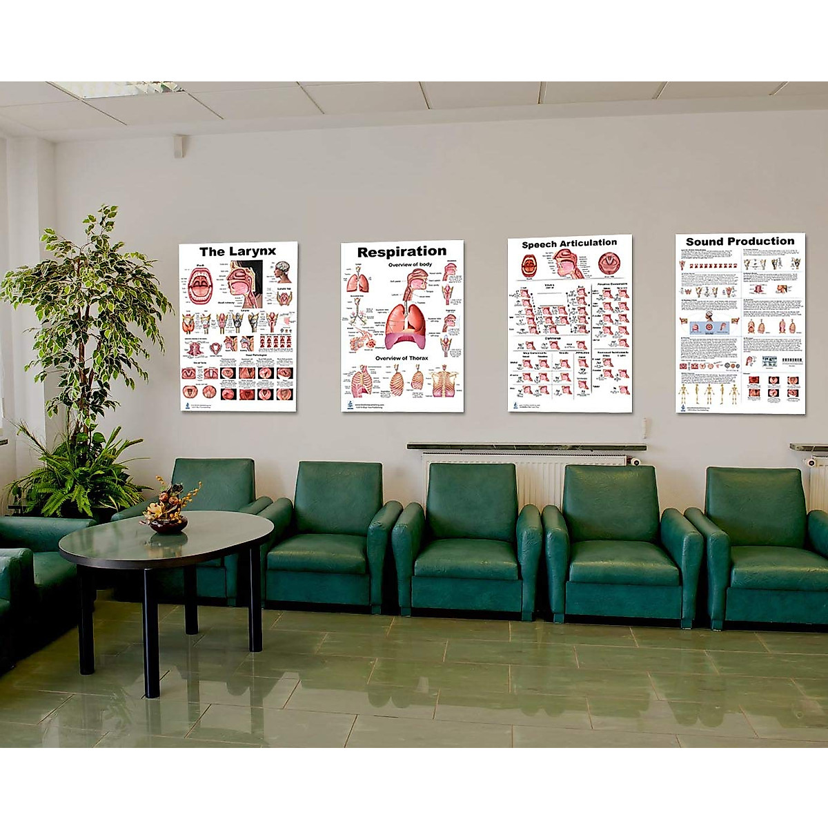 Larynx, Sound Production, Speech Articulation, Articulation LP 24x36 inch, 4 Poster Set