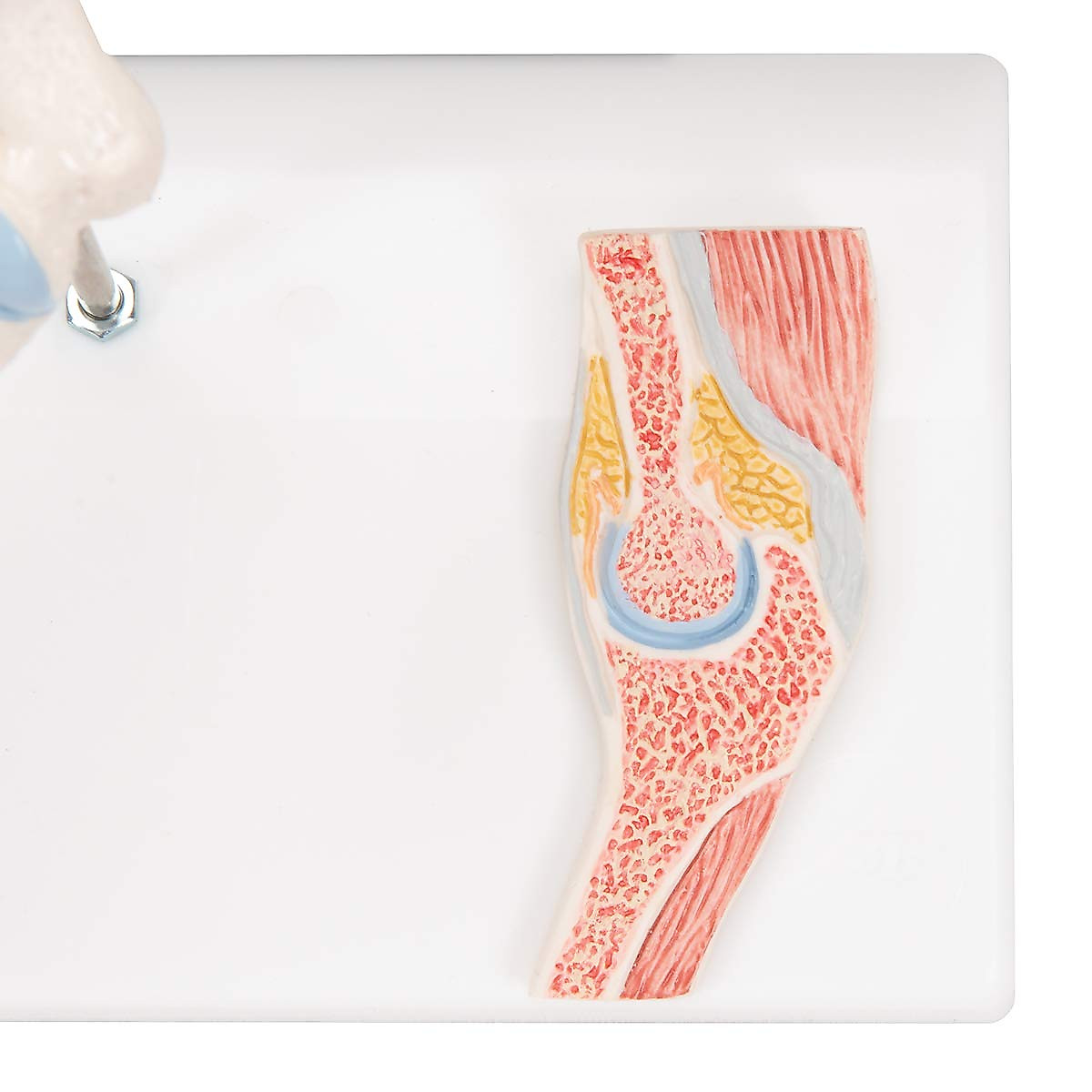 3B Scientific A87/1 Mini Elbow Joint w/cross sec of bone on base - 3B Smart Anatomy