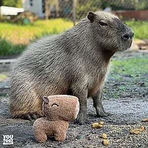 YouTooz Capybara 9" Inch Plush, Super Soft and Adorable Capybara Animal Plush Capybara Plush Collection