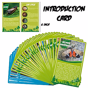 6 PCS Insect Specimen Set,Cicada,Wasp,Spider,Scorpion,Locust,Chafer Resin Collection Science Toys