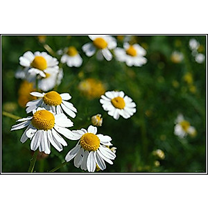 Herb Seeds - German Chamomile - Medicinal, Flowering, and Edible - Liliana's Garden