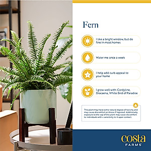 Costa Farms Ferns (2 Pack), Live Premium Boston Fern Plants in Hanging Basket Planters, Houseplants Potted in Soil Potting Mix, Outdoor Garden Gift, Beautiful Home Patio Décor, 16-Inches Tall