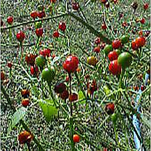 Sonoran Chiltepin Hot Peppers Seeds (20+ Seeds) | Non GMO | Vegetable Fruit Herb Flower Seeds for Planting | Home Garden Greenhouse Pack
