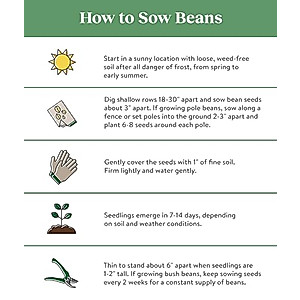 Burpee Kentucky Blue Pole Bean Seeds 2 ounces of seed