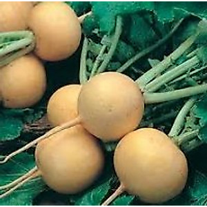 Golden Ball Turnip Seeds for Planting, 1000+ Heirloom Seeds Per Packet, (Isla's Garden Seeds), Non GMO Seeds, Botanical Name: Brassica Rapa, Great Home Garden Gift