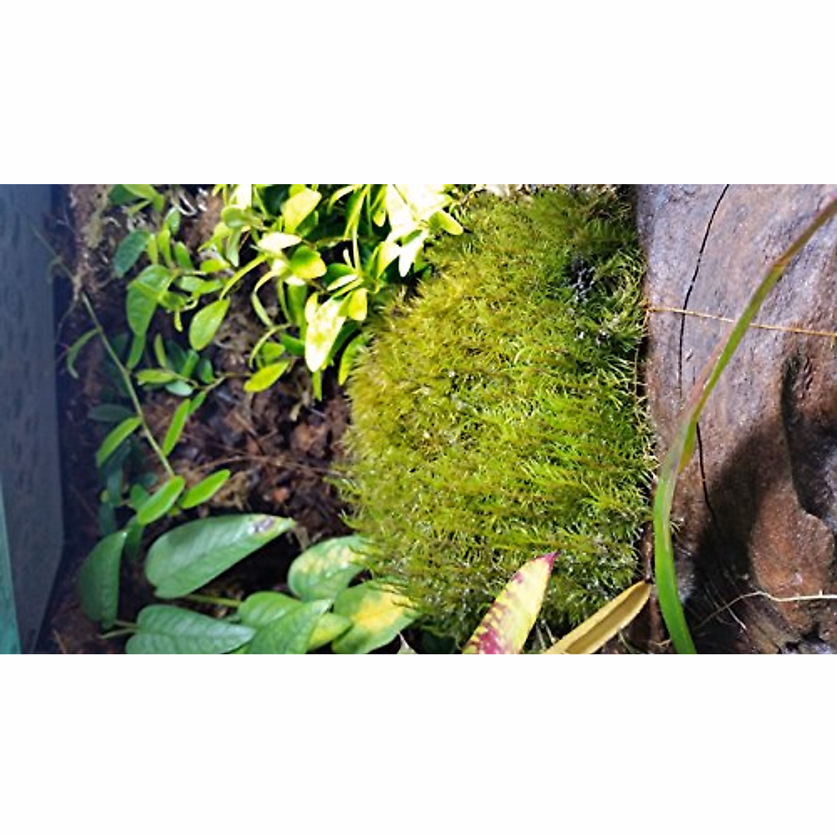 Josh's Frogs Dried Mood Moss (1 Gallon Bag)