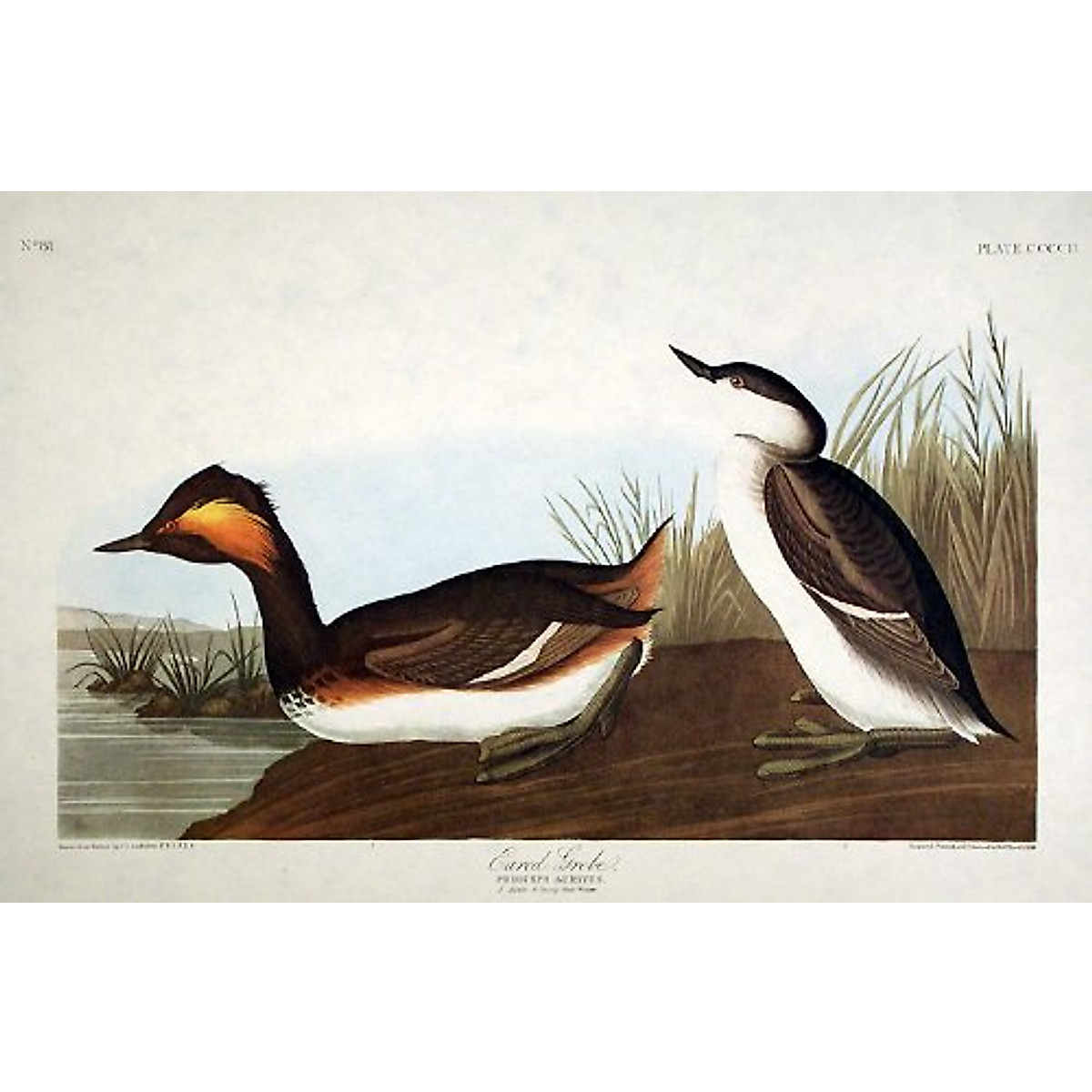 Eared Grebe. From"The Birds of America" (Amsterdam Edition)