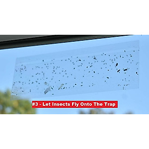 Window Fly Traps by Titan Traps - Sticky Fly Paper, Window Bug Catcher, Indoor Fly Trap, Fly Paper Bug Sticky Strips, Window Fly Strips, Bug Sticky Trap - 30 Disposable Fly Traps (2 Pack)