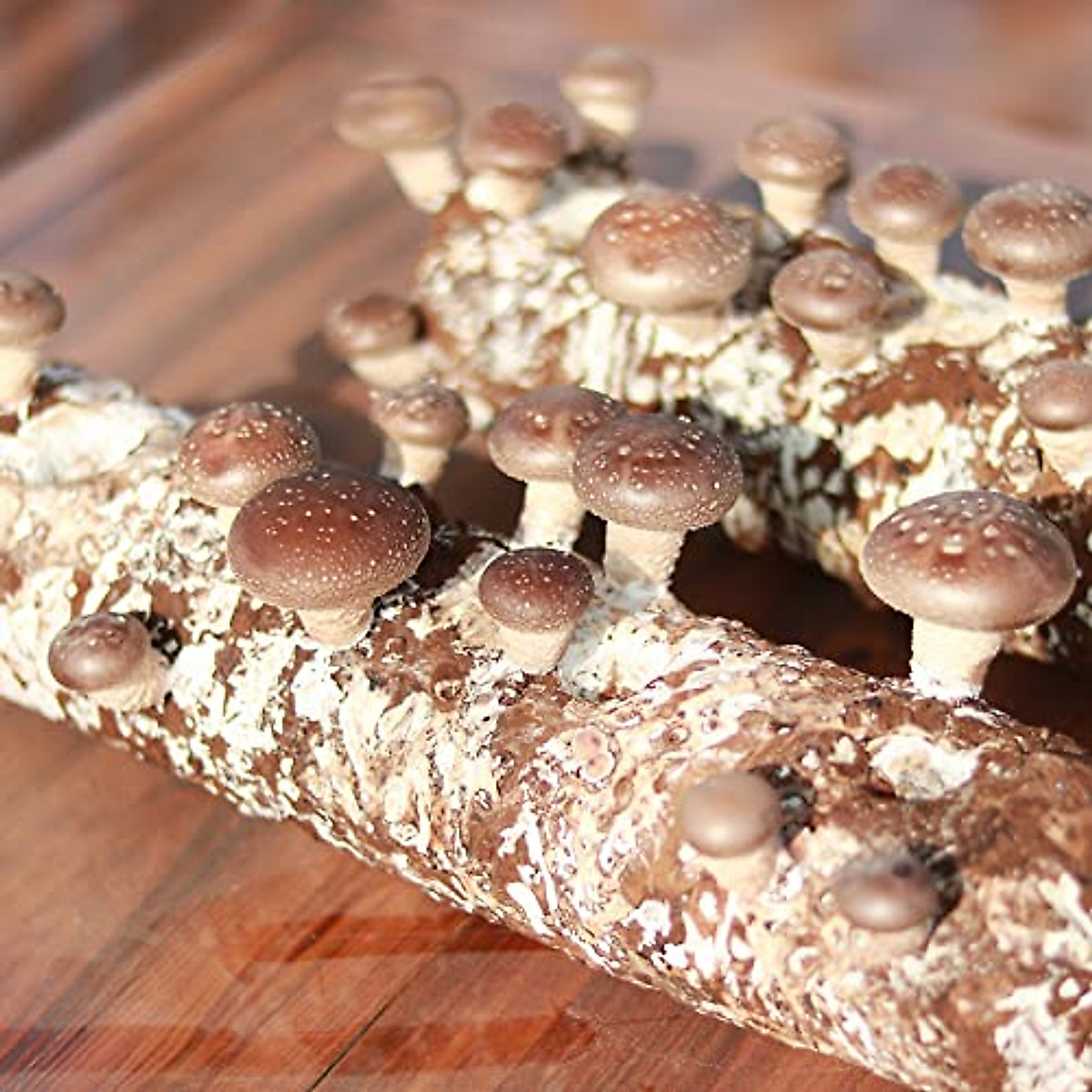 Back to the Roots Organic Shiitake Mushroom Kit; Great Gift; Easy for Beginners, for Indoor Growing