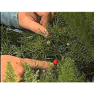 Indoor Bonsai, Asparagus Fern, 6 Years Old, Berries