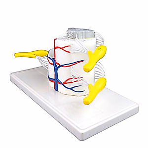 Vision Scientific VAV260 Medical Vertebral & Partial Spinal Cord|5X Life Size|Longitudinally&Cross Section Showing Grey&White Matter|Nerve Branches|Spinal Ganglion & Blood Vessels |Instruction Manual