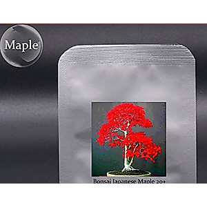 100% True Japanese Red Maple Bonsai Tree Cheap Seeds, Pro Pack, 20 Seeds / Pack, 2 Packs, Very Beautiful Indoor Tree NF924