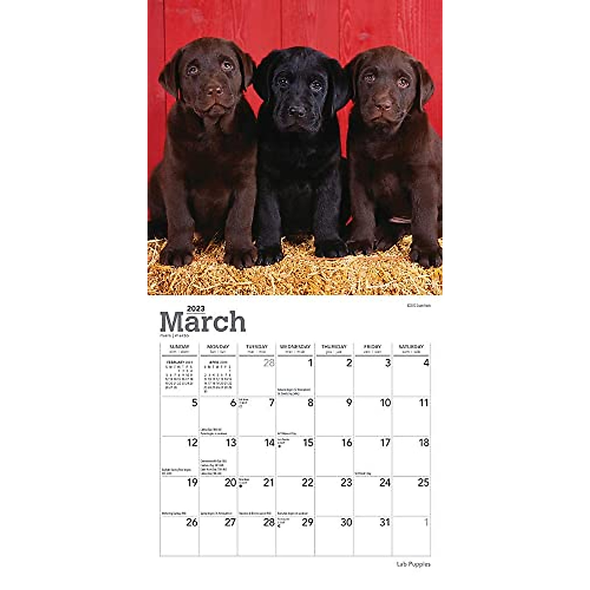Lab Puppies | 2023 7 x 14 Inch Monthly Mini Wall Calendar | BrownTrout | Animals Dog Breeds Puppy DogDays