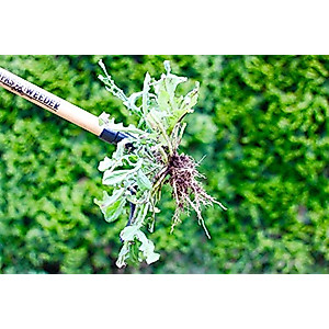 Grampa's Weeder - The Original Stand Up Weed Puller Tool with Long Handle - Made with Real Bamboo & 4-Claw Steel Head Design - Easily Remove Weeds Without Bending, Pulling, or Kneeling