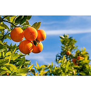 Baronessa Cali Tarocco Sicilian Blood Orange After Shave Balm 4 Ounce