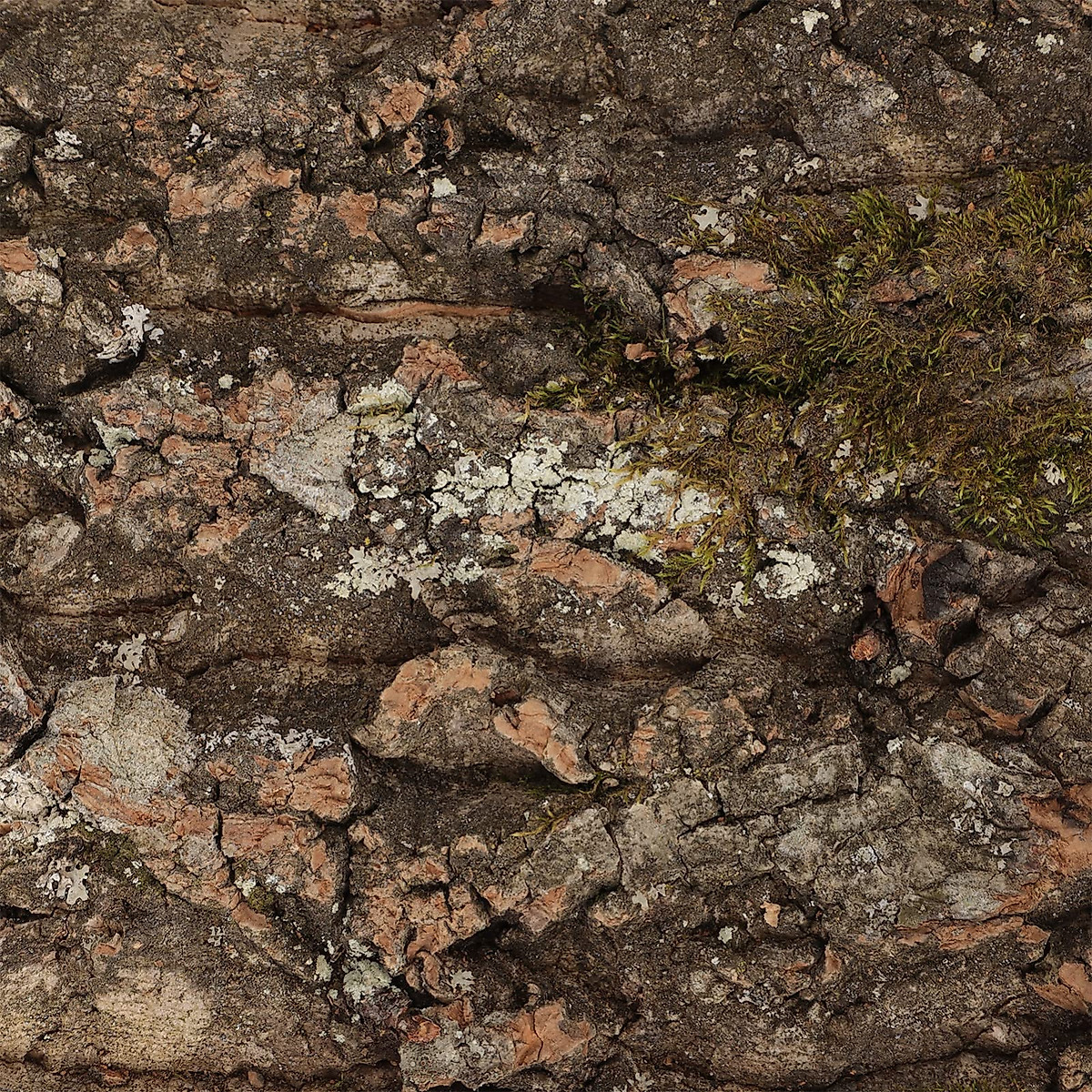 Ipetboom Reptile Tree Bark Lizard Climbing Platform Botanical Decor Plant Decorations Leopard Gecko Costume Snake Hiding Place Reptile Bark Platform Turtle Climbing Bark Natural Animal Cork