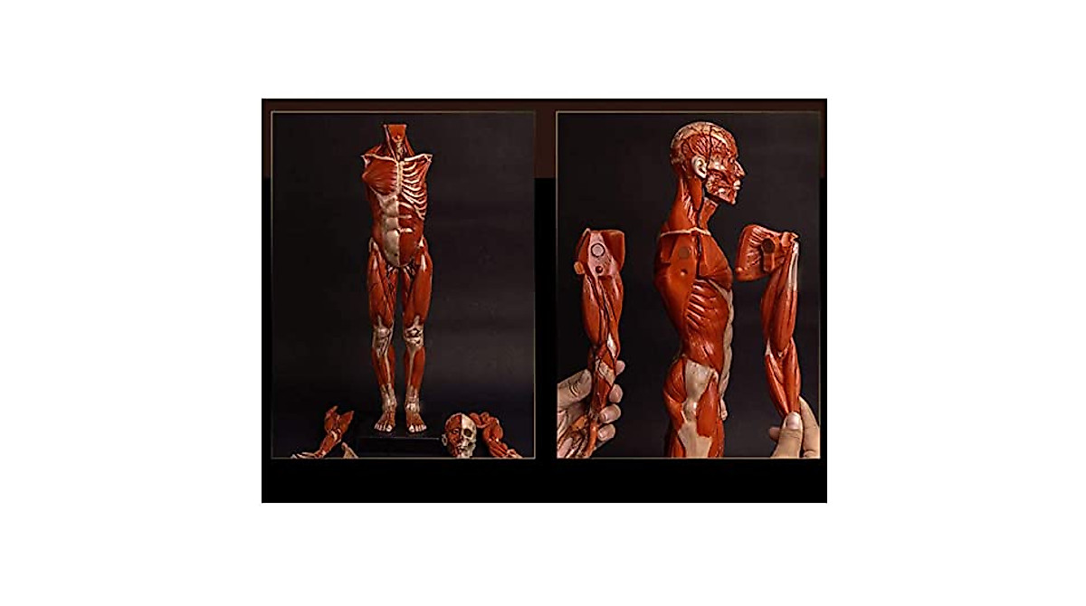Male Anatomy Model | 23.6 Inch Ecorche Figure