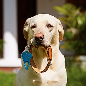 The Original Tick Key -Tick Detaching Device - Portable, Safe and Highly Effective Tick Detaching Tool (Rainbow 7 Pack)