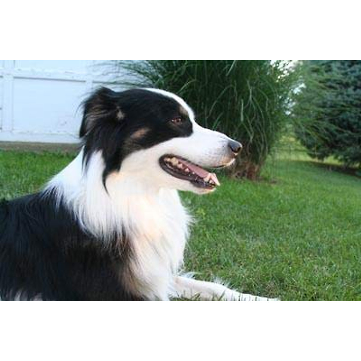 dog itchy skin relief - ALLERGY AND ITCH RELIEF FOR ALL DOGS - ANY SIZE - WITH TURMERIC AND QUERCETIN - IMMUNE BOOST - turmeric curcumin for dogs - 1 Bottle (75 Tablets)