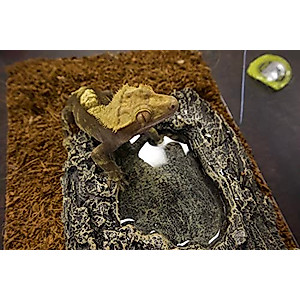 Komodo Habitat Rock Bowl Small |Natural Looking Decorative Fod & Water Dish | Ideal for Short Legged Species |