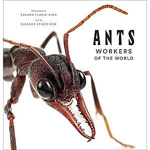 Ants: Workers of the World