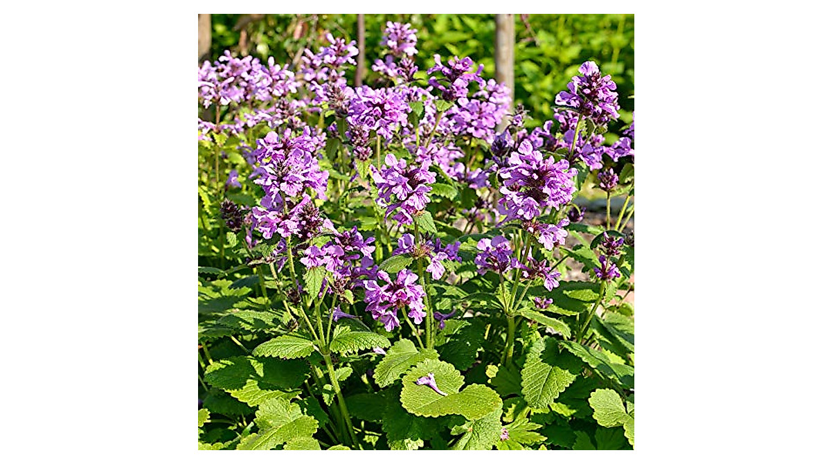 Lamb's Ear Seeds - Easy Perennial for Gardens & Borders