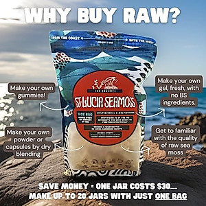 EDA Organics Raw St Lucia Sea Moss Bulk Bag - Raised by Hand on Clean Caribbean Coastlines - Harvested by local St Lucian Farmers - Makes over 180oz+ of Seamoss Gel (13 Jars!) - An authentic Dr Sebi Superfood (8oz BULK Bag)