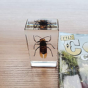 Real Asian Ground Hornet Insect Specimens In Resin Paperweight Crafts, Animal Taxidermy Collection for Science Education & Desk Ornament (Asian Ground Hornet)
