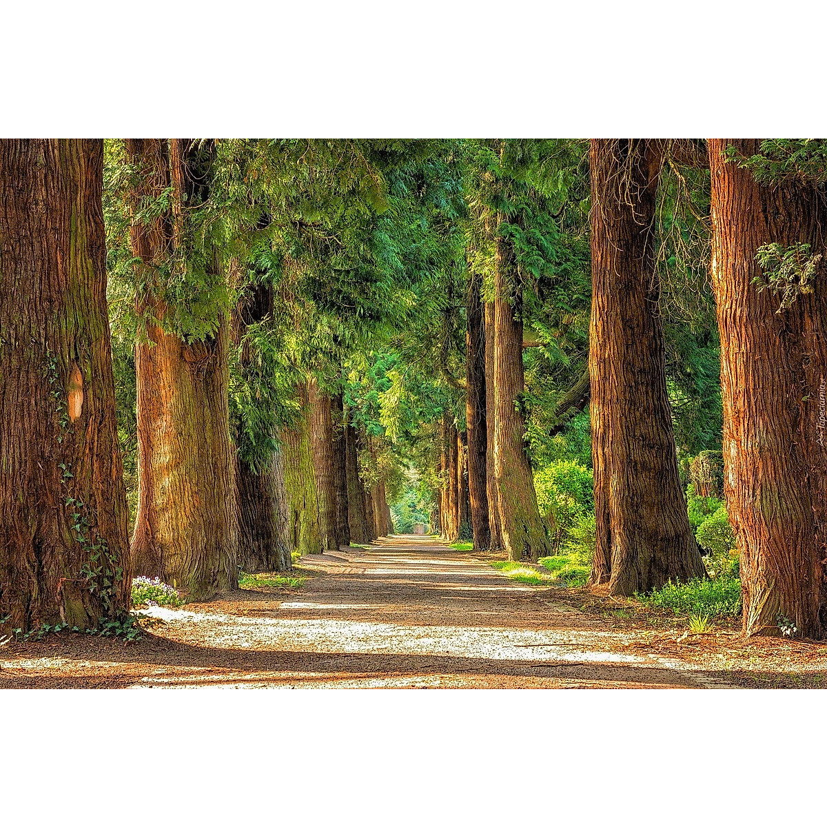 50 Giant Sequoia Seeds, Giant Redwood, Wellingtonia Seeds - 50 Seeds (Sequoiadendron giganteum) - Pack of 50 Rare and Viable Seeds - QO Seeds