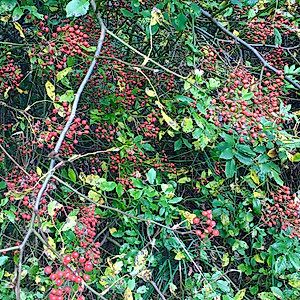 Frozen Seed Capsules - Baby Rose Hip (Rosa multiflora) - Grow Now or Store for Future Planting - Capsule of 20 Seeds