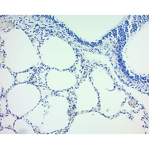 Hematoxylin, Mayer's (Lillie's Modification), 500ml