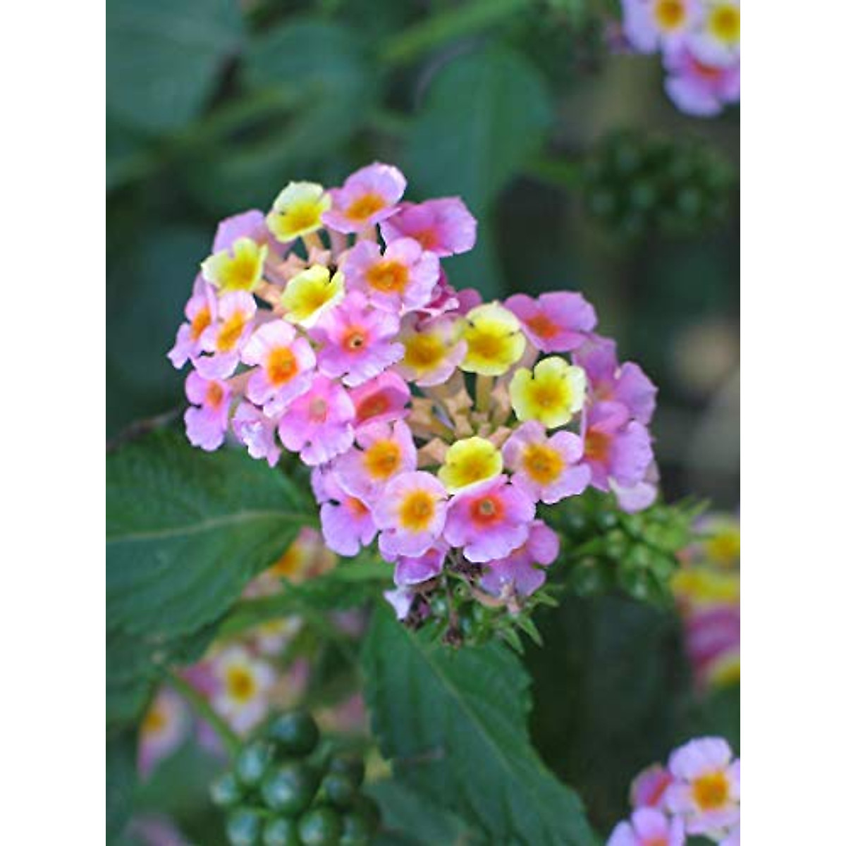 200Pcs Lantana Camara Flower Seeds,Rare Perennial Herb Gorgeous Bonsai Tree Plant