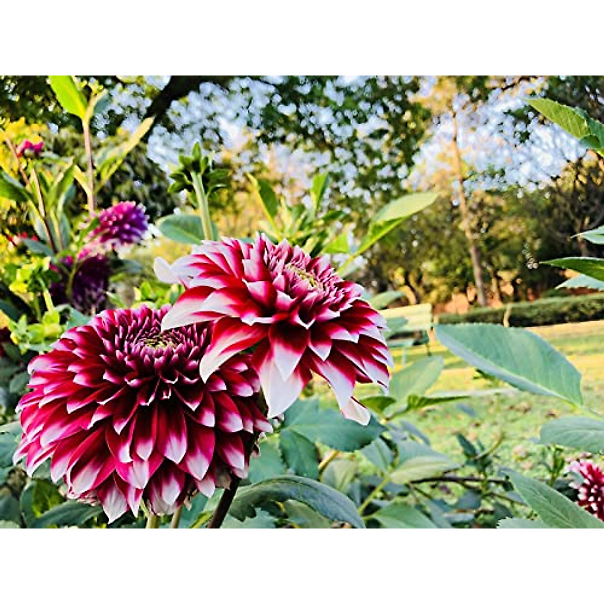 300+ Mix Dahlia Seeds Compound Petals Multi-Color, Beautiful Annual Outdoor Garden Potted Plants Non-GMO Dahlia for Planting Dahlia Pinnata Seeds