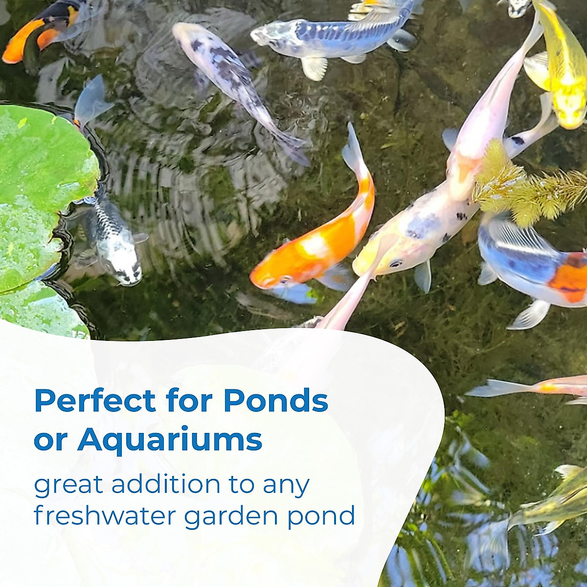 Toledo Goldfish Standard Fin Koi, Variety of Colors and Patterns - Beautiful Live Fish Perfect for Ponds, Tanks, and Aquariums - 4-5 Inches, 10 Count