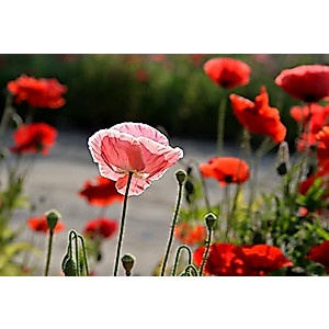 10000+ Mix Color California Poppy Flower Seeds for Planting Open-Pollinated Non GMO, Year Round Planting (Pink, Red, White, Yellow)
