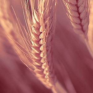 naissance Natural Vitamin E Oil 16 fl oz - Pure, Natural, Vegan, Cruelty Free, Hexane Free, Non GMO - Ideal for Aromatherapy, Skincare, Haircare, Nailcare and DIY Beauty Recipes