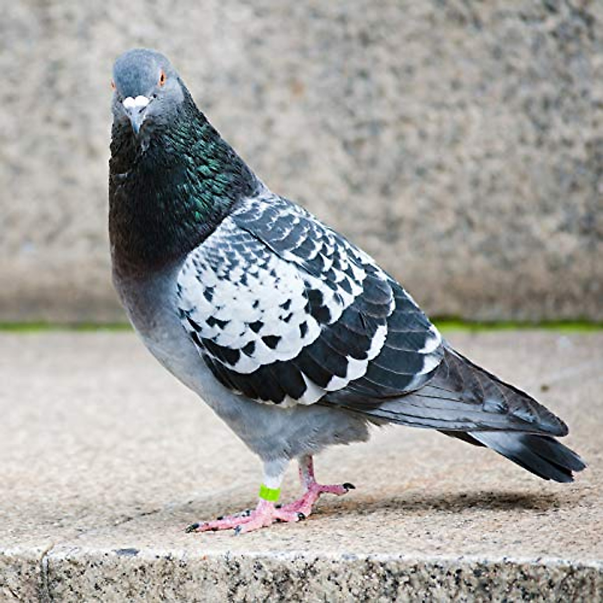 100Pcs Chicken Birds Leg Rings: Poultry Leg Bands, Chicken Birds Identify Clip on Leg Rings Band (Random Color)