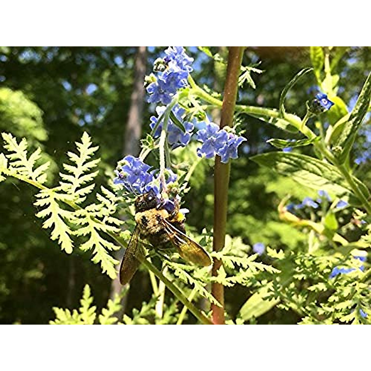 Backyard Safari Company Grow Gardens, Honey Bee Habitat