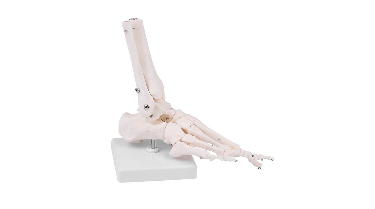 Lyok Human Foot Skeletal Model - Anatomical Foot Bones for Education