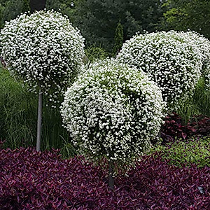 Outsidepride Lobularia Maritima Alyssum Sweet Drought & Heat Tolerant Wild Flowers - 5000 Seeds