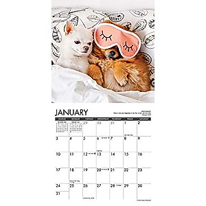 Chihuahua Rules 2021 Mini Wall Calendar (Dog Breed Calendar)
