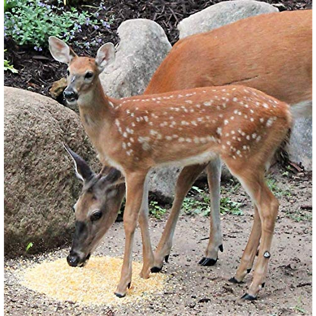 Executive Deals Cracked Corn Feed for Birds, Squirrels, Deers, Wildlife - 10LB (Double-Sealed)