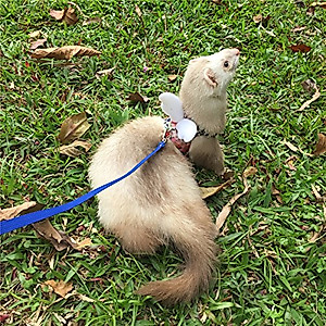 Ferret Harness and Leash Adjustable, Blue Sakura Cotton Cloth Ferret Walking Vest, Soft and Breathable Ferret Lead Leash with Angel Wings and Safe Bell