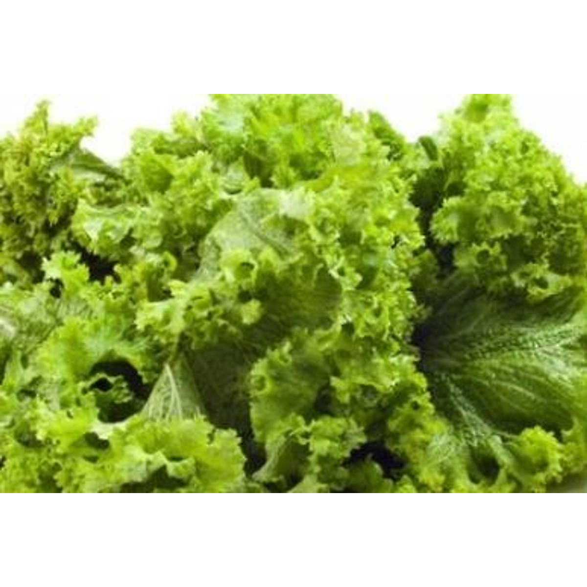 500 Old Fashioned Mustard Seeds for Planting Heirloom Non GMO 1.5+ Grams Garden Vegetable Bulk Survival